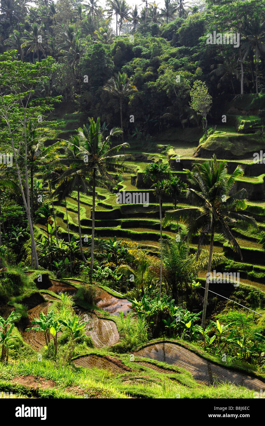 Rice field in Ubud,Bali,Indonesia Stock Photo - Alamy