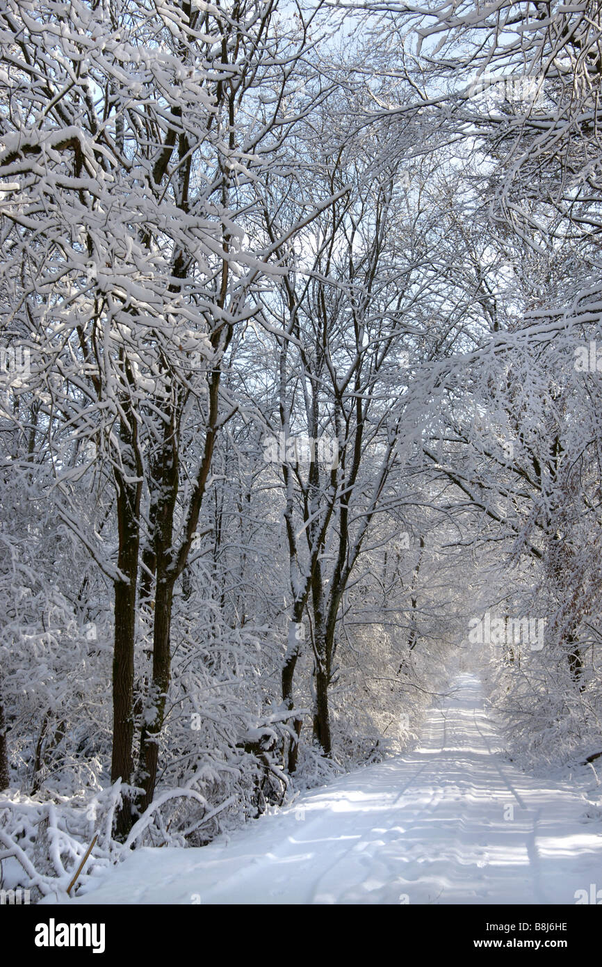 A row of trees in snowy surroundings under blue sky Stock Photo - Alamy