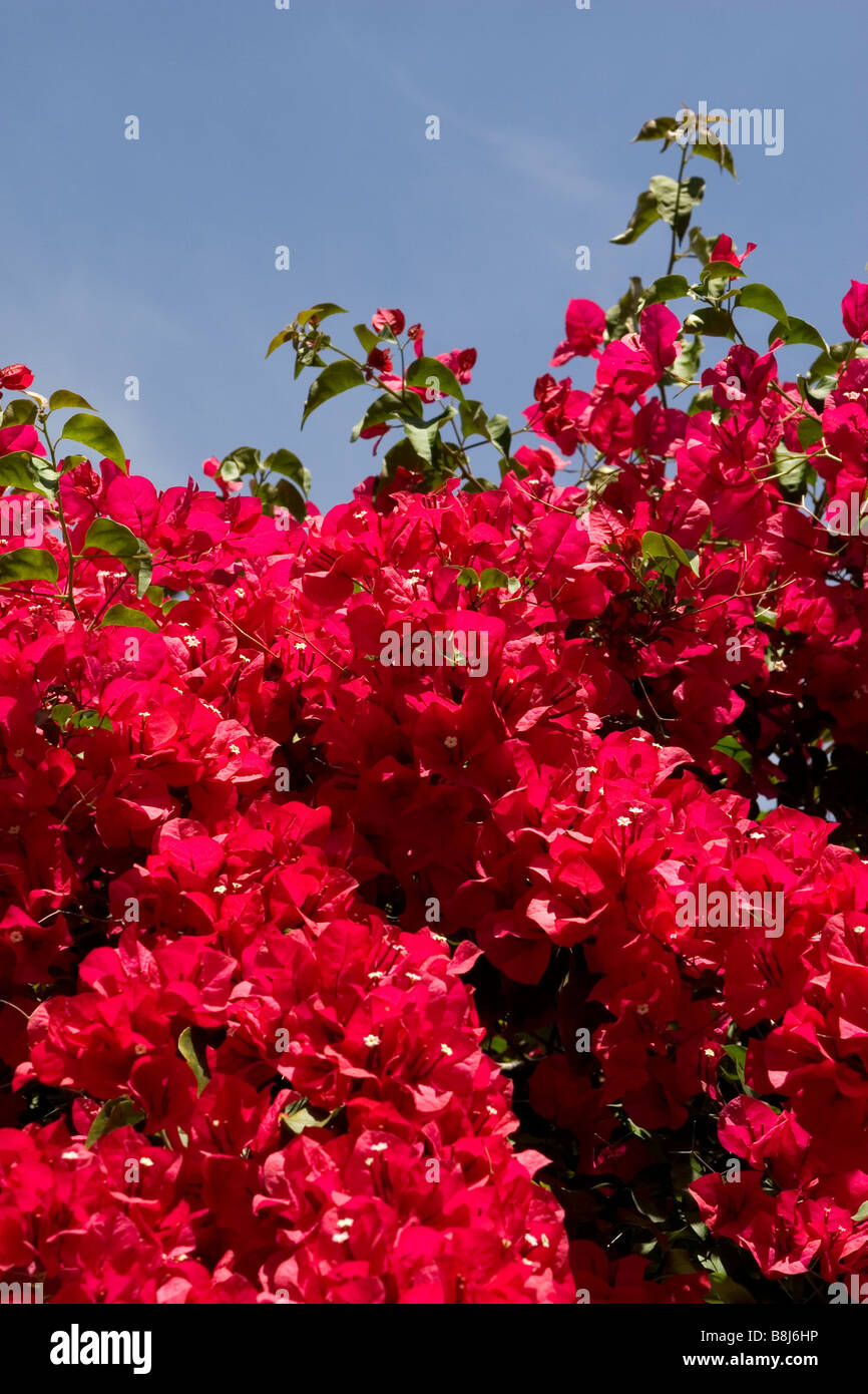 Red flowers (Bougainvillea) growing in the Mallorca capital, Palma ...