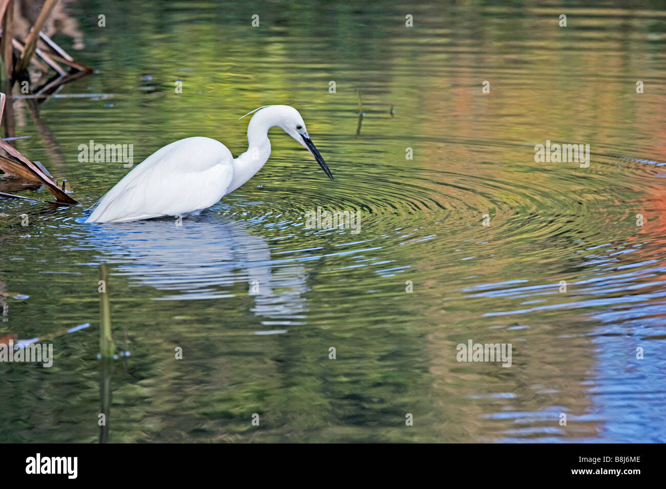 Little Egret Egretta garzetta Ardeidae Stock Photo - Alamy