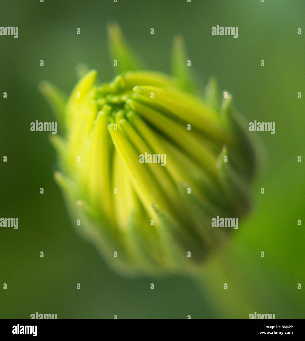 Close up of an Osteospermum bud Stock Photo - Alamy