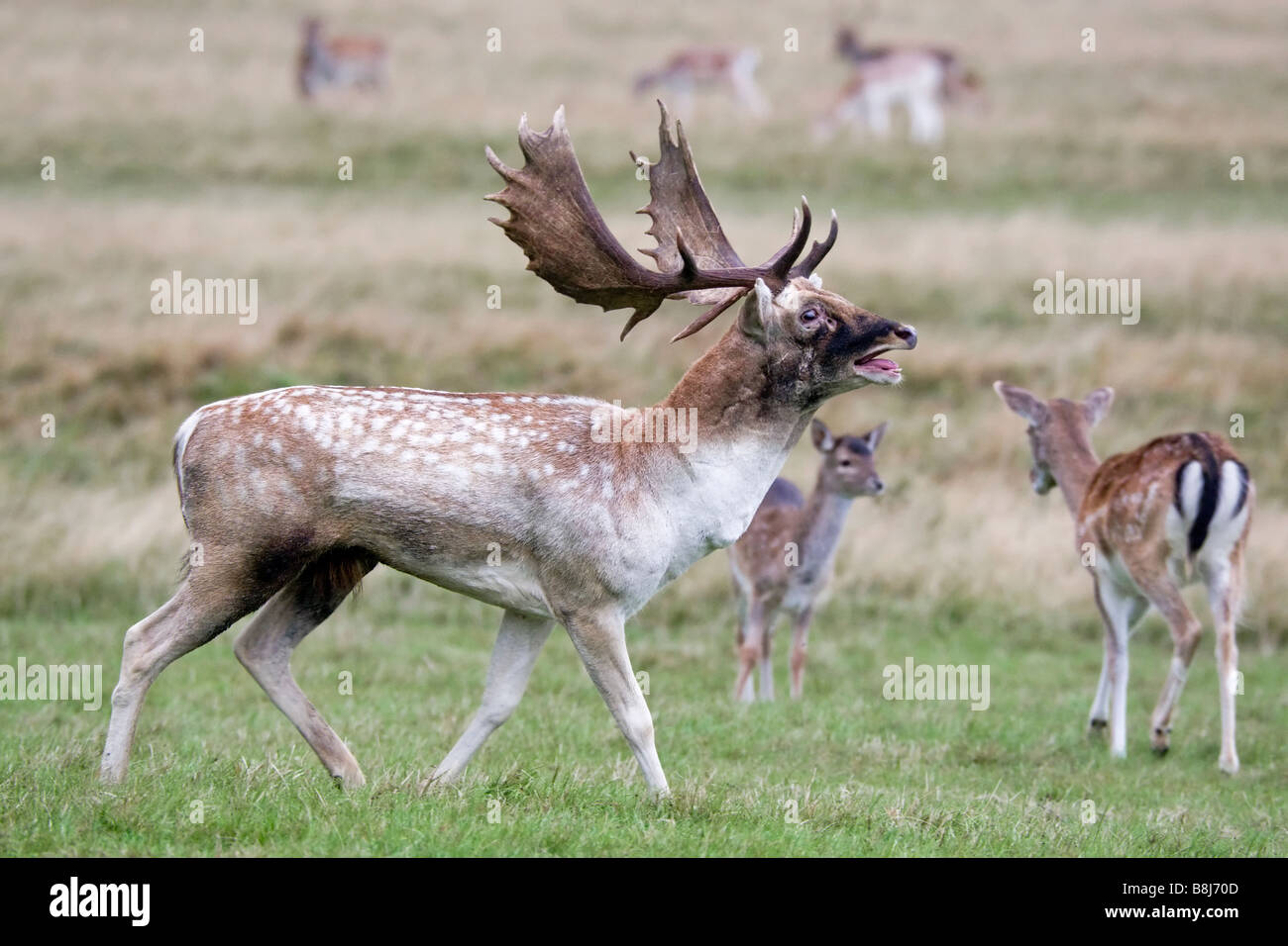 A rutting Fallow Deer Stag stag Stock Photo - Alamy