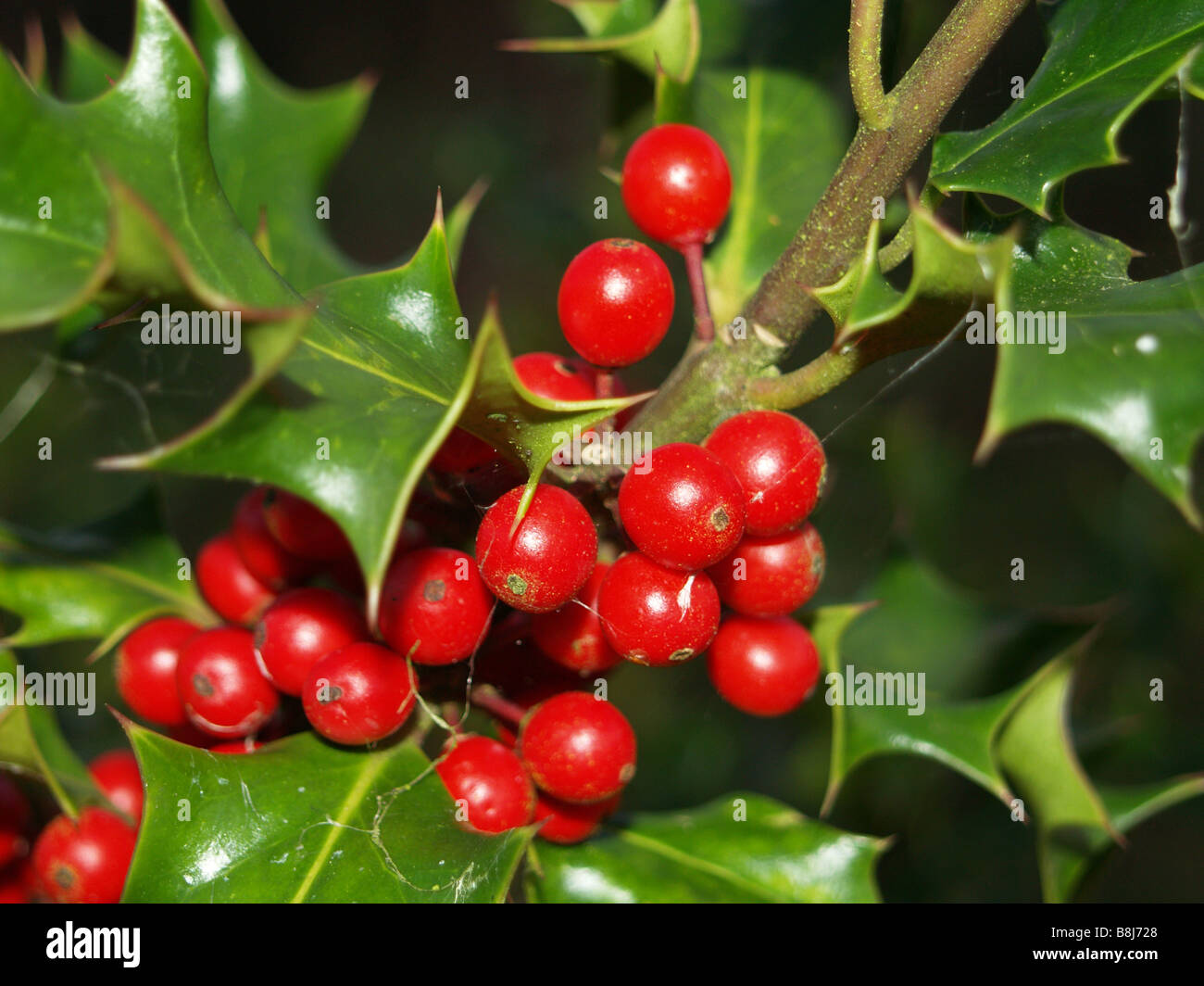 Close up of a holly bush, with prickly green leaves and round red ...