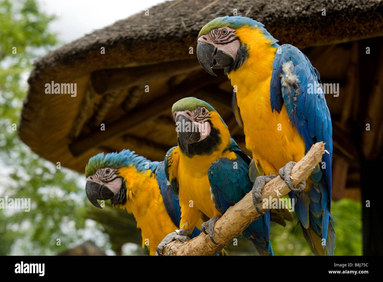 Colourful parrots hi-res stock photography and images - Alamy