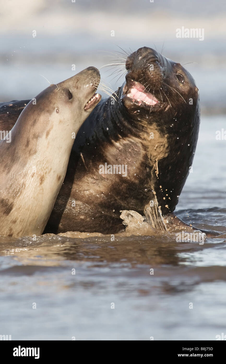 Play fighting seals hi-res stock photography and images - Alamy
