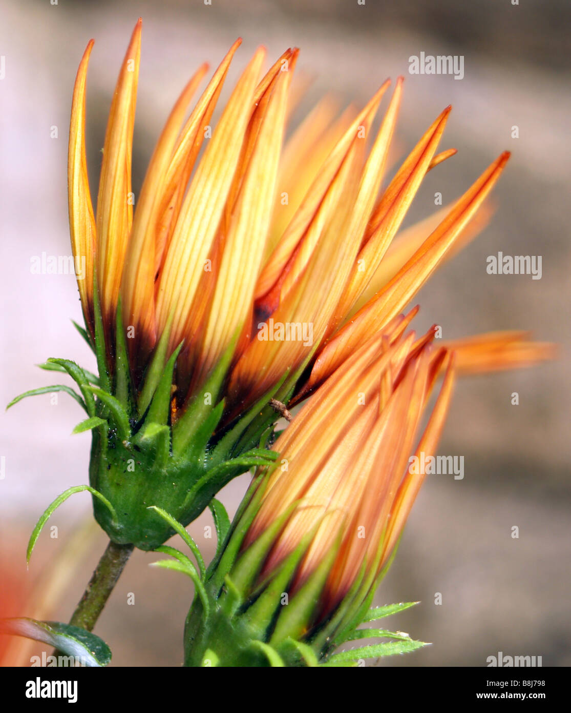 Close up of Gazania flower heads Stock Photo - Alamy