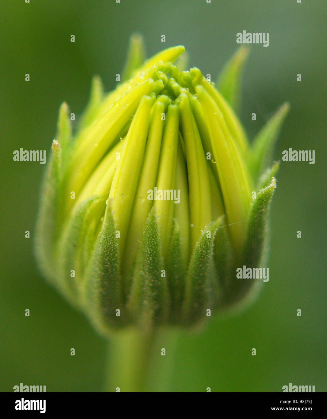Closed bud stage hi-res stock photography and images - Alamy