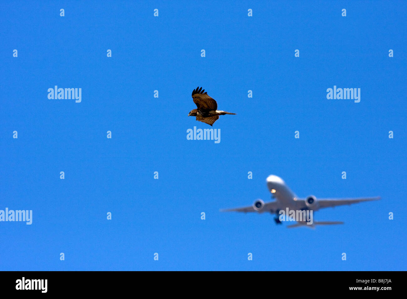 Flying hawk with approaching airplane Stock Photo - Alamy