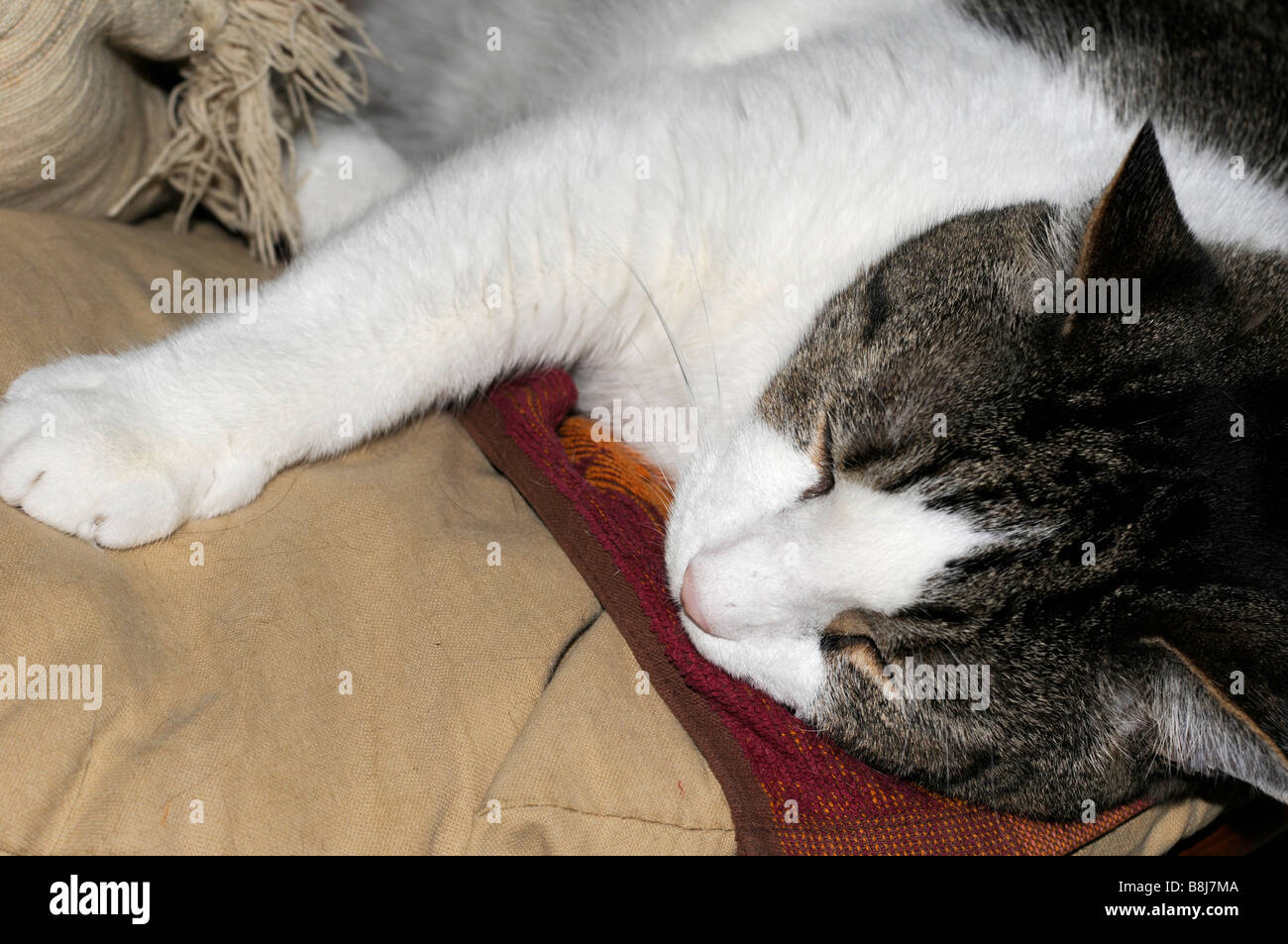 Mask and mantle cat hi-res stock photography and images - Alamy