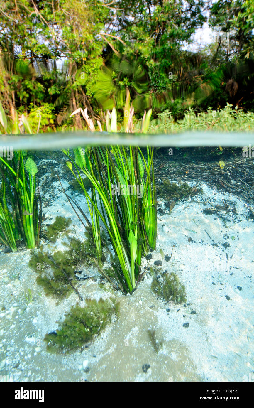 Bellow water hi-res stock photography and images - Alamy