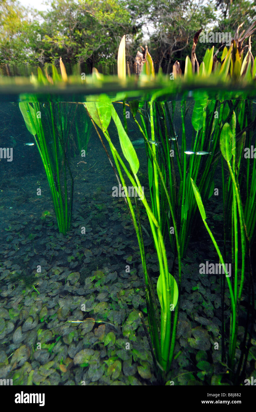 Split image of the lush vegetation above and bellow water, Sucuri river ...
