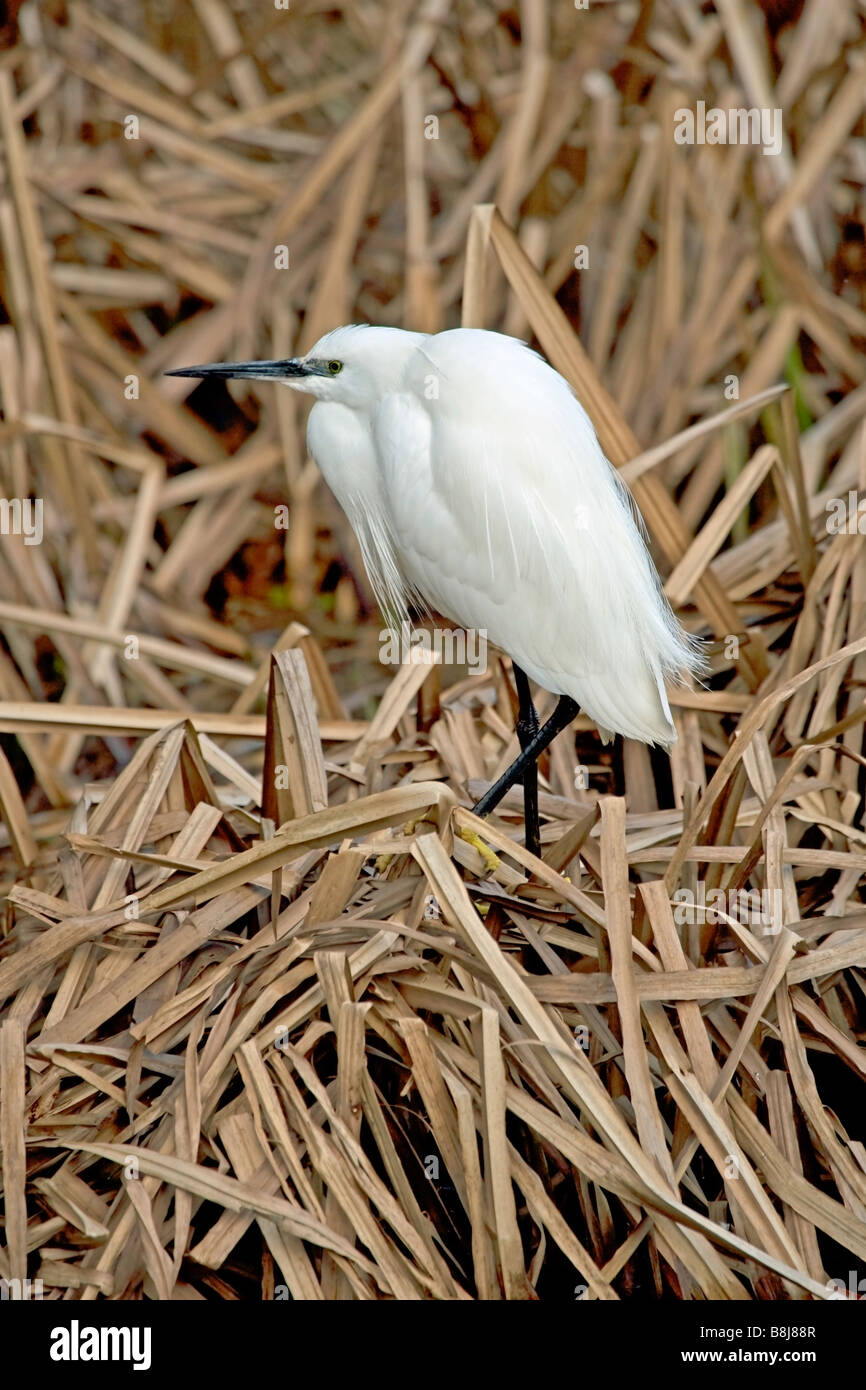Little Egret Egretta garzetta Ardeidae Stock Photo - Alamy