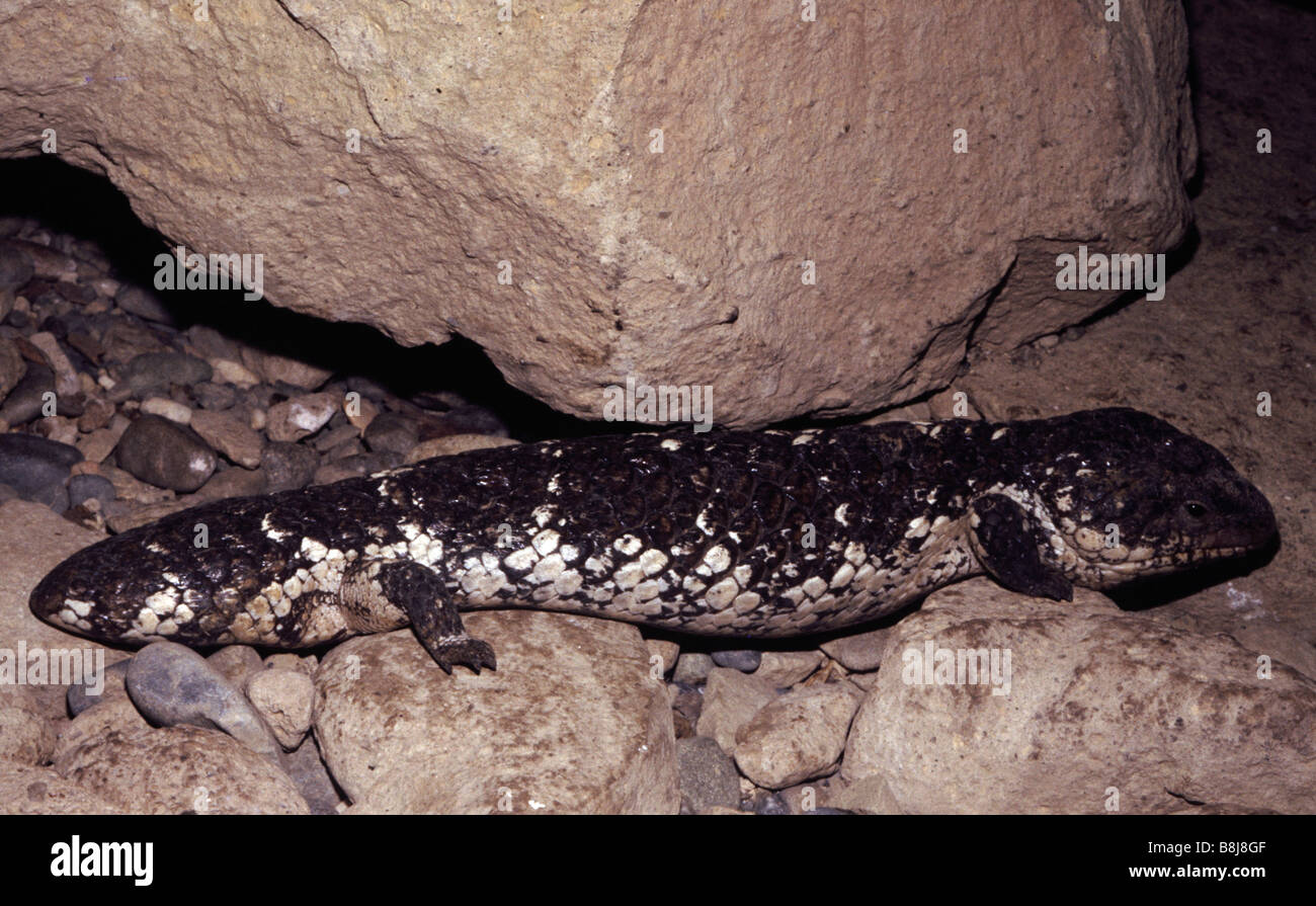 Trachysaurus hi-res stock photography and images - Alamy