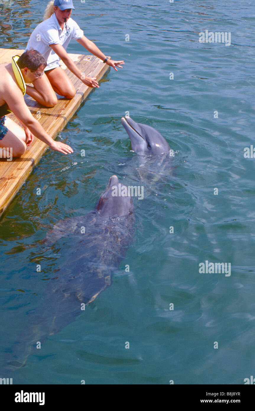 Playing with Dolphins Stock Photo - Alamy