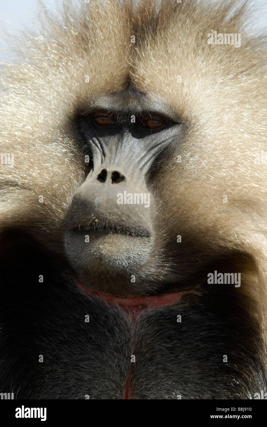 Theropithecus gelada hi-res stock photography and images - Alamy