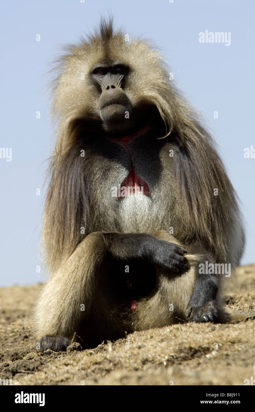 Gelada Baboon Theropithecus gelada Simien Ethiopia Stock Photo - Alamy
