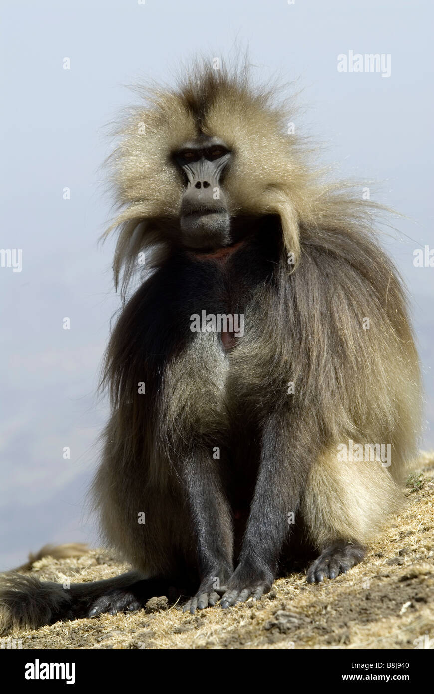 Theropithecus gelada hi-res stock photography and images - Alamy