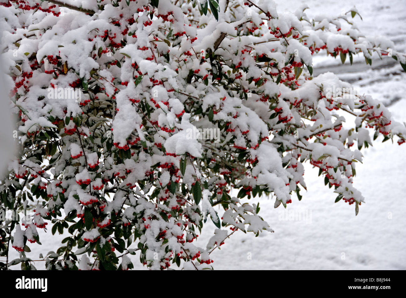 Cotoneaster tree hi-res stock photography and images - Alamy