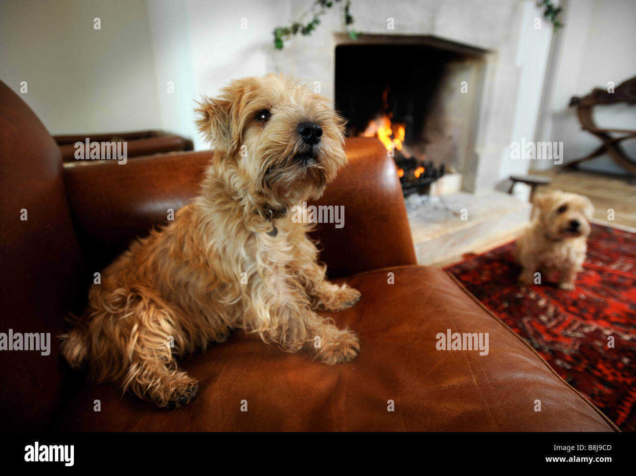 Dogs in house hi-res stock photography and images - Alamy