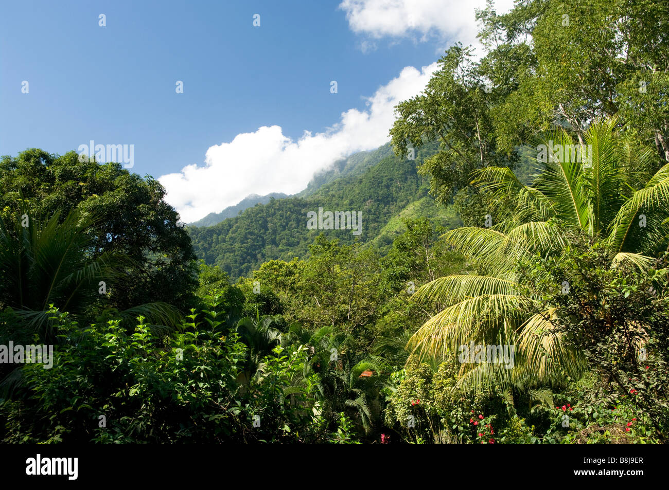 A view of the rain forest and Pico Bonito National Park, Honduras Stock ...