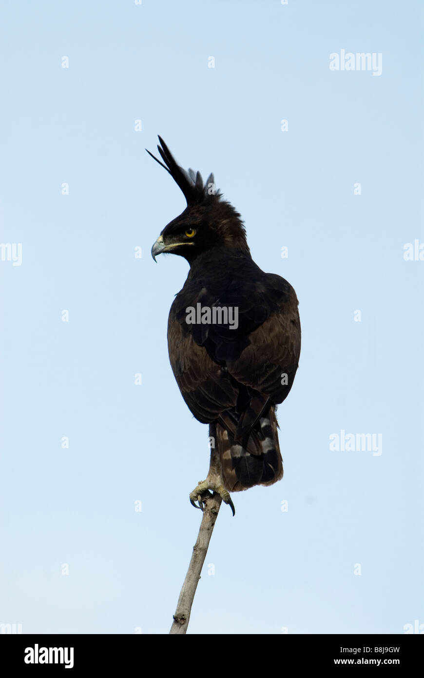 Crowned Eagle Stephanoaetus coronatus Lake Awasa Ethiopia Stock Photo ...
