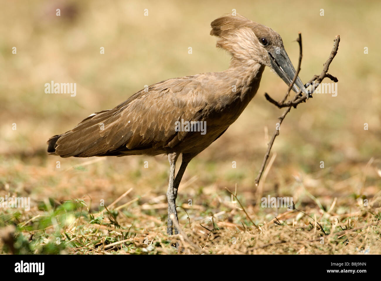 Hammerkop Scopus umbretta Lake Awasa Ethiopia Stock Photo - Alamy