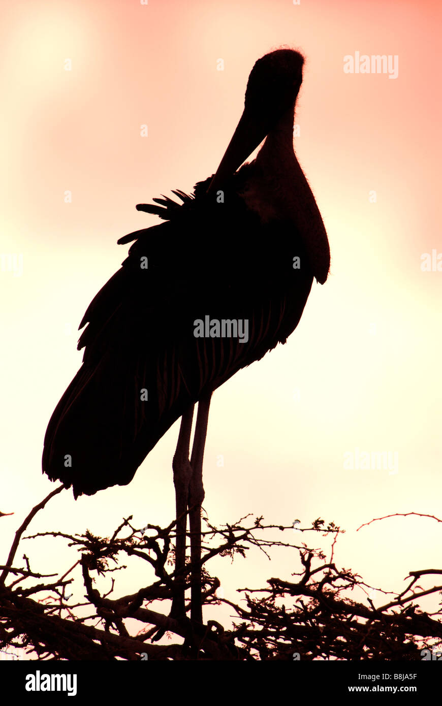 Marabou Stork Leptoptilos crumeniferus Lake Awasa Ethiopia Stock Photo ...