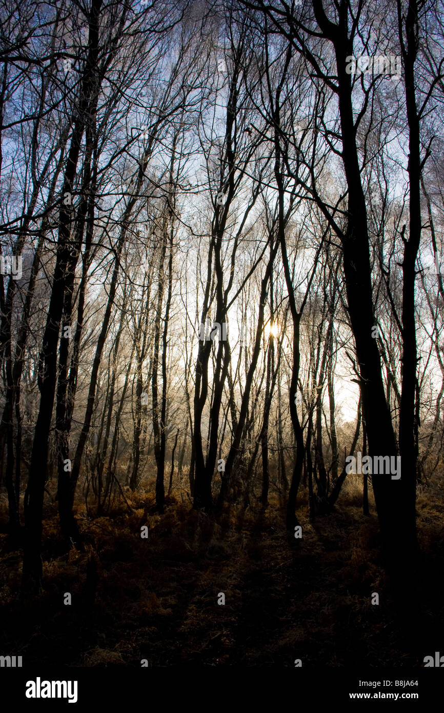 Backlit winter trees hi-res stock photography and images - Alamy