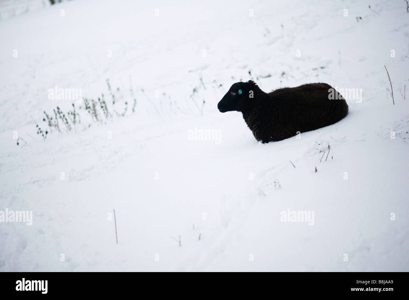 A black sheep lies in a snowy field Stock Photo - Alamy