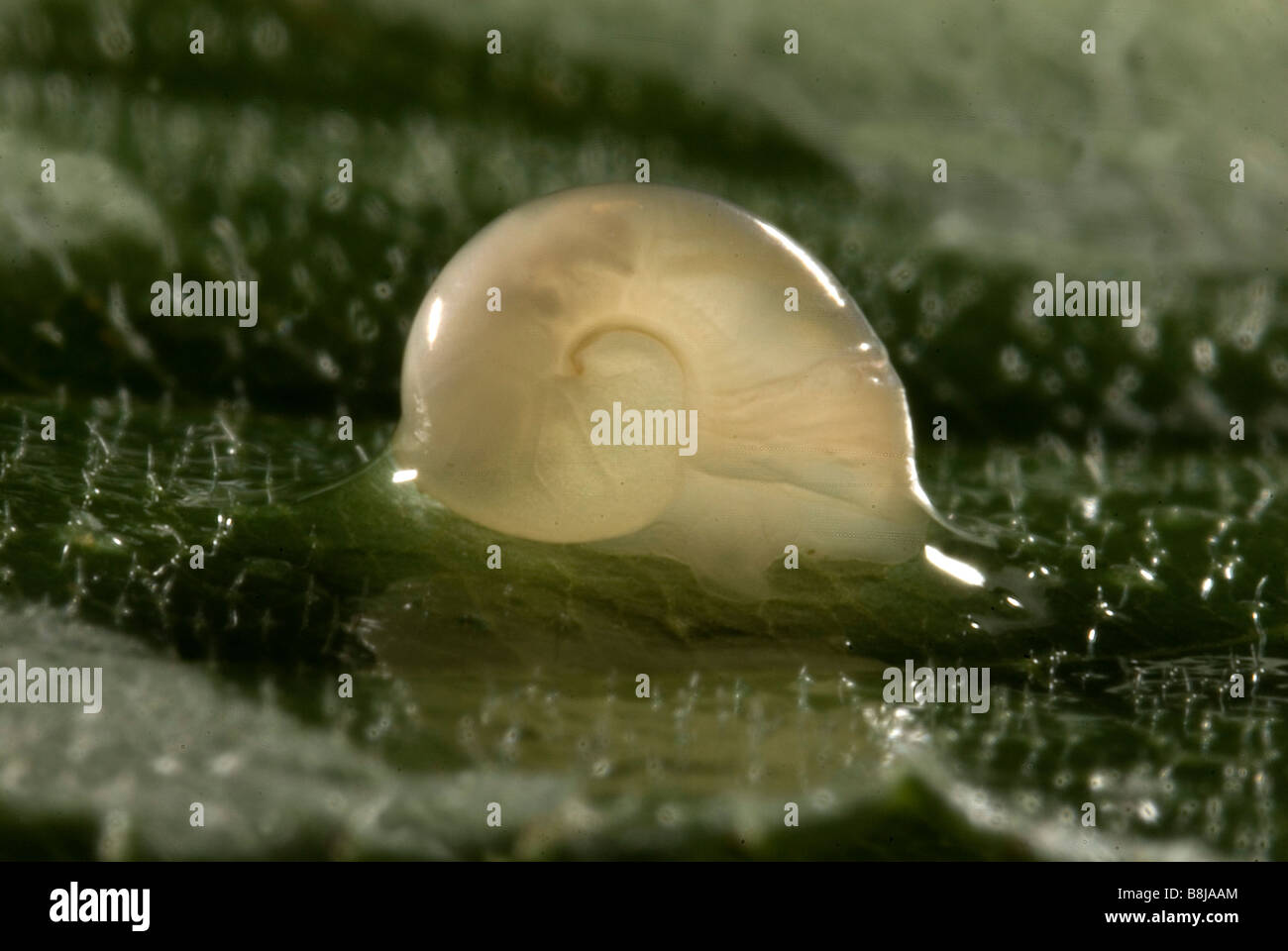Snail egg hi-res stock photography and images - Alamy