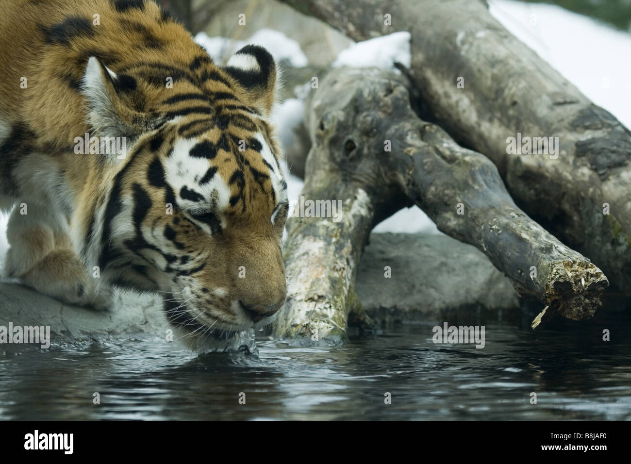 Tiger drinking, Zoo Stock Photo - Alamy