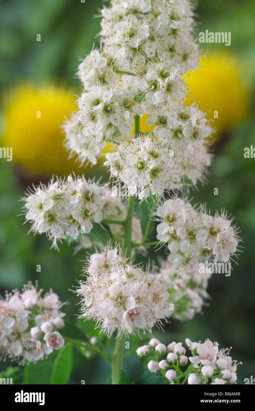 Spiraeas hi-res stock photography and images - Alamy