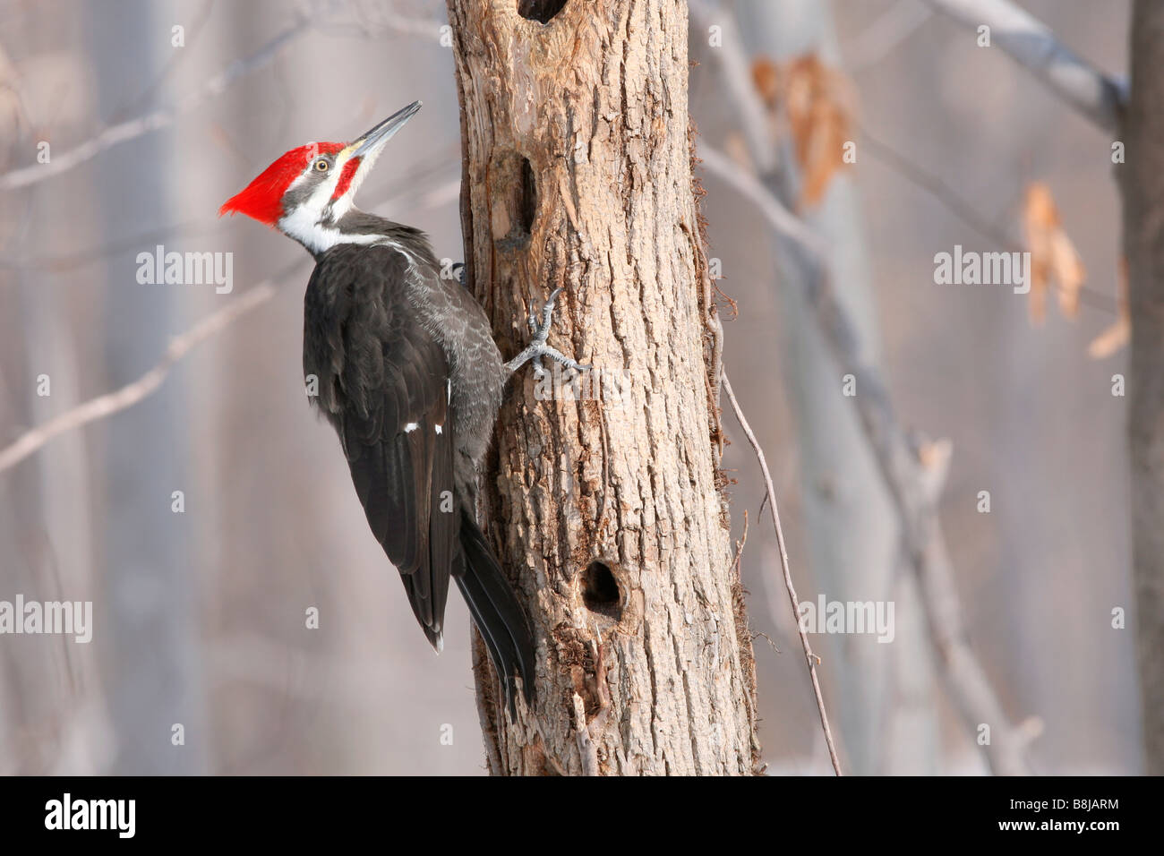 Pileated woodpecker holes hi-res stock photography and images - Alamy