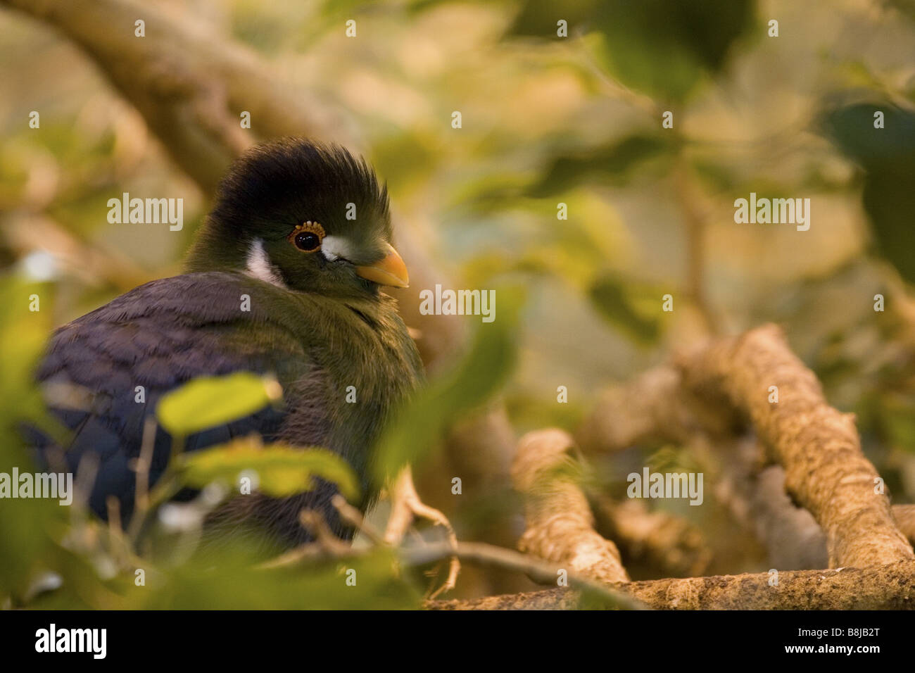 exotic bird, Zoo Stock Photo - Alamy
