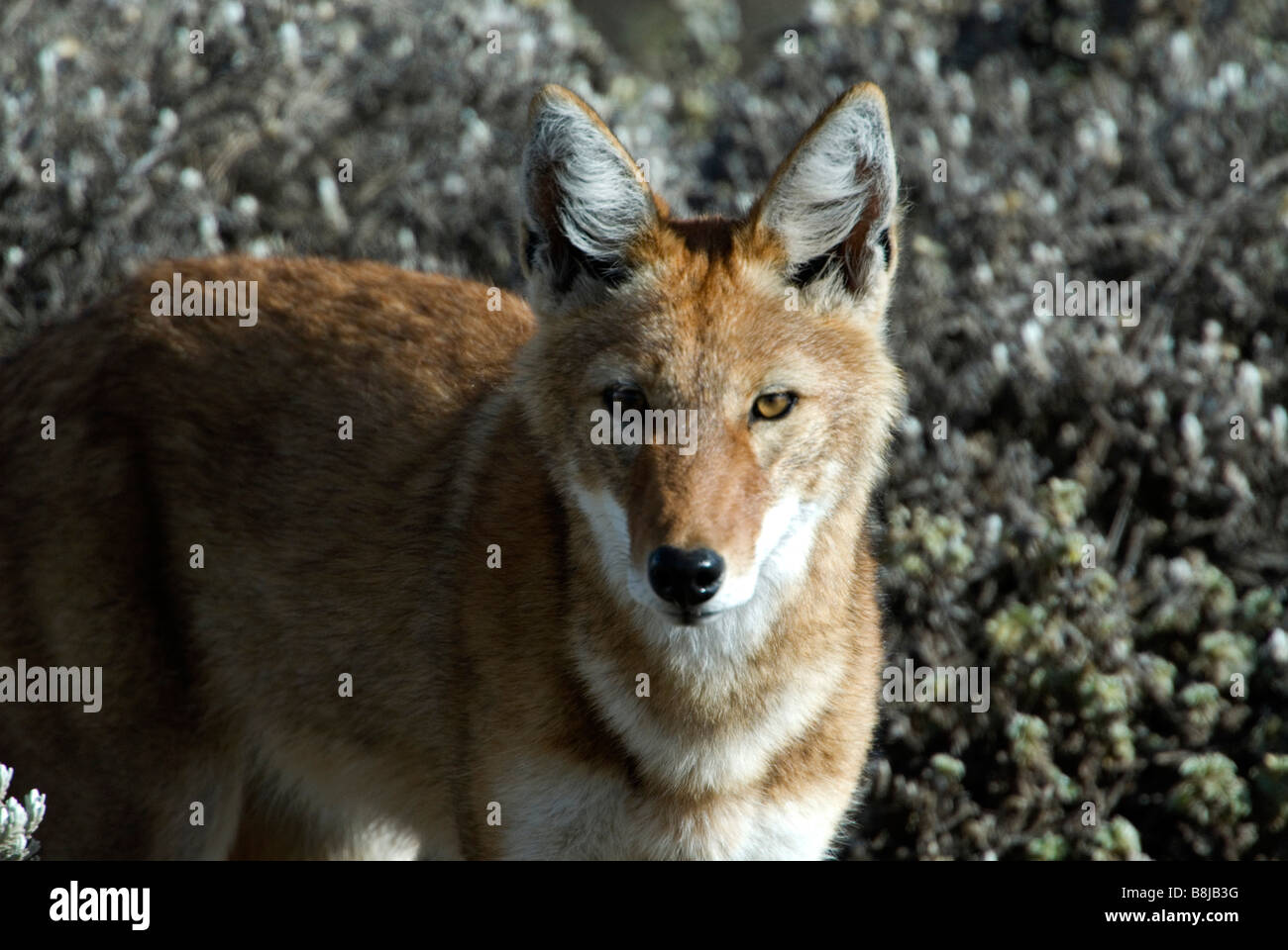 Ethiopian wolf Canis simensis Bale Ethiopia Stock Photo - Alamy