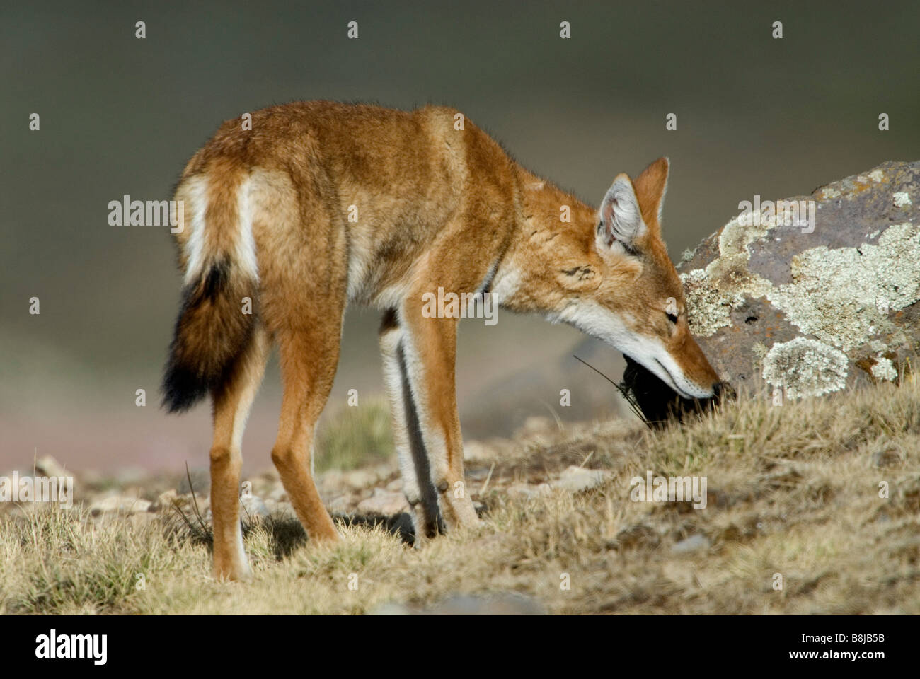 Simien fox hi-res stock photography and images - Alamy