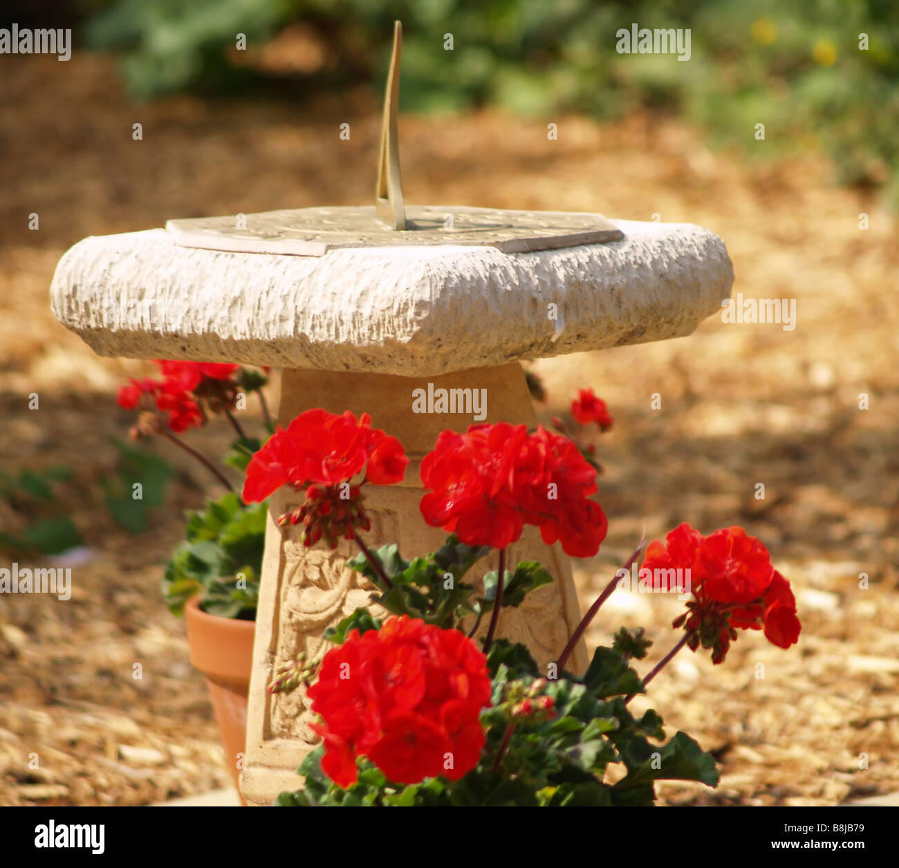 A small garden sundial, surrounded by pots of pretty red Geranium ...