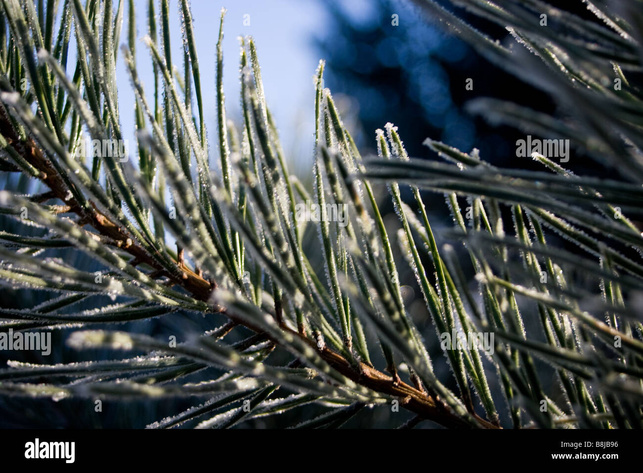 Frosted pine tree hi-res stock photography and images - Alamy