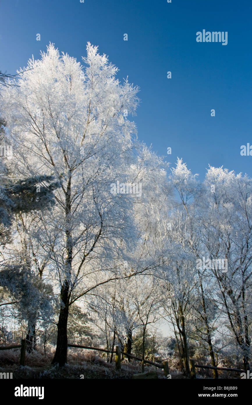 Frots in trees Stock Photo - Alamy