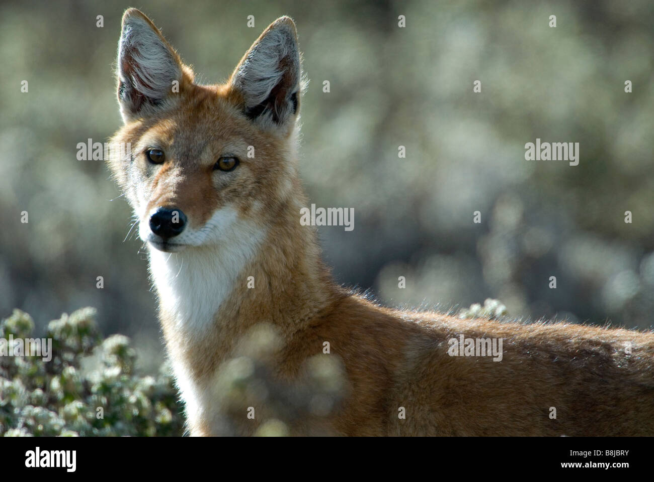 Ethiopian wolf Canis simensis Bale Ethiopia Stock Photo - Alamy