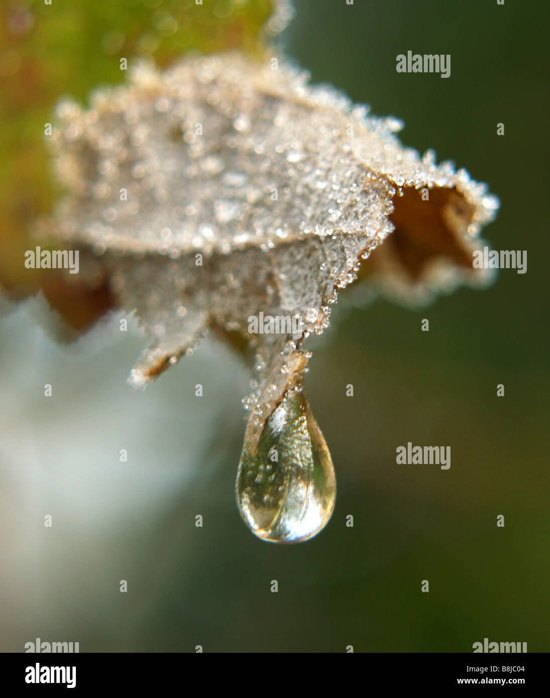 Close up of a brown leaf covered in ice, with a frozen water droplet ...