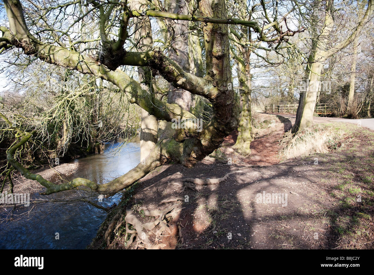 Millers forest hi-res stock photography and images - Alamy