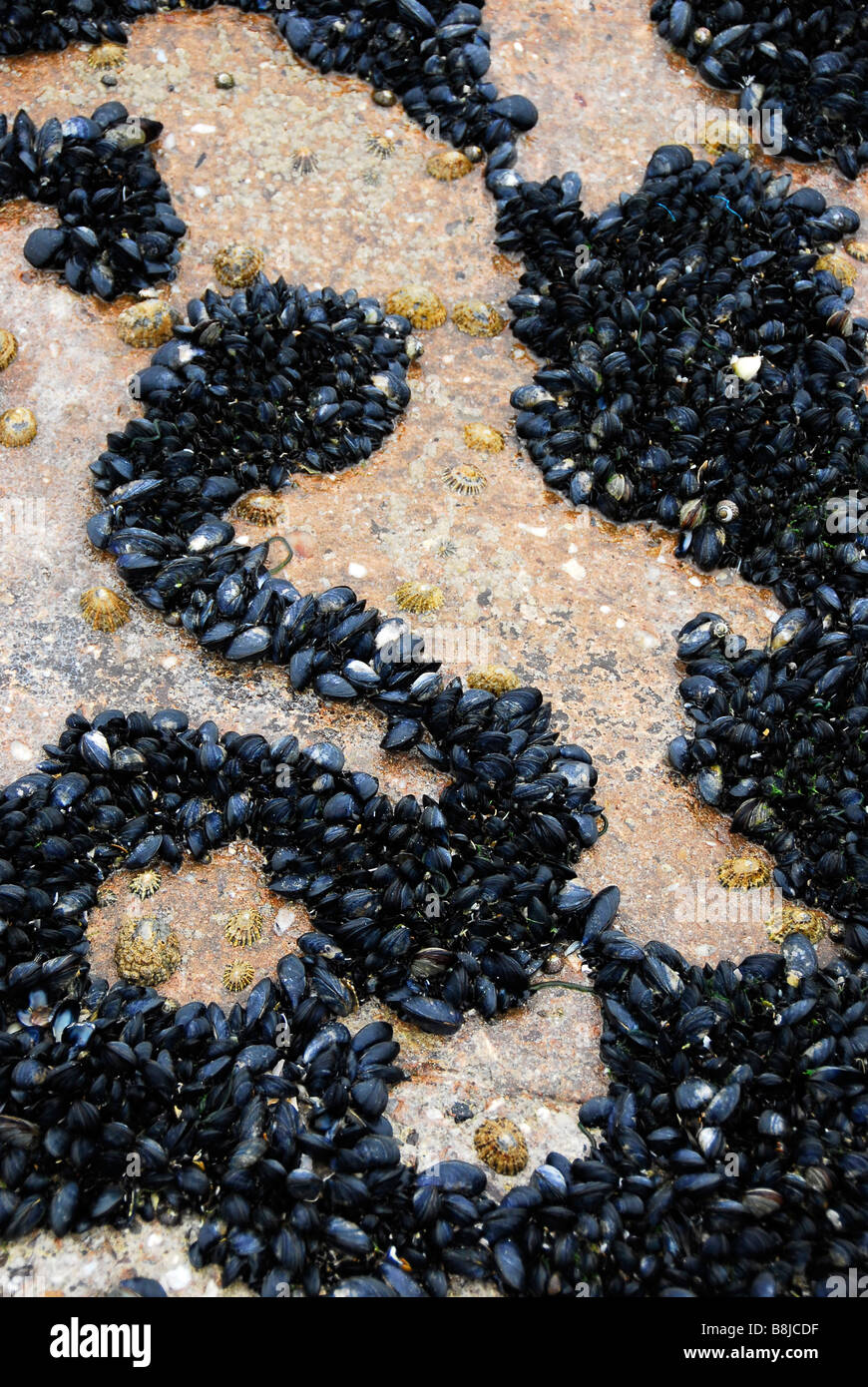 Mussel formations, Woolacombe, North Devon, UK Stock Photo - Alamy