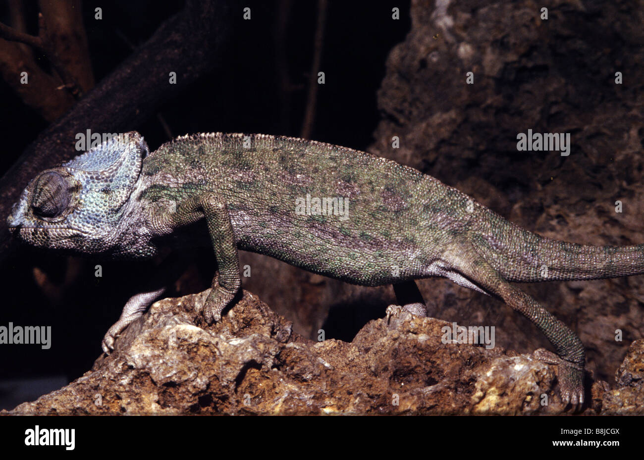 Caribbean chameleon hi-res stock photography and images - Alamy