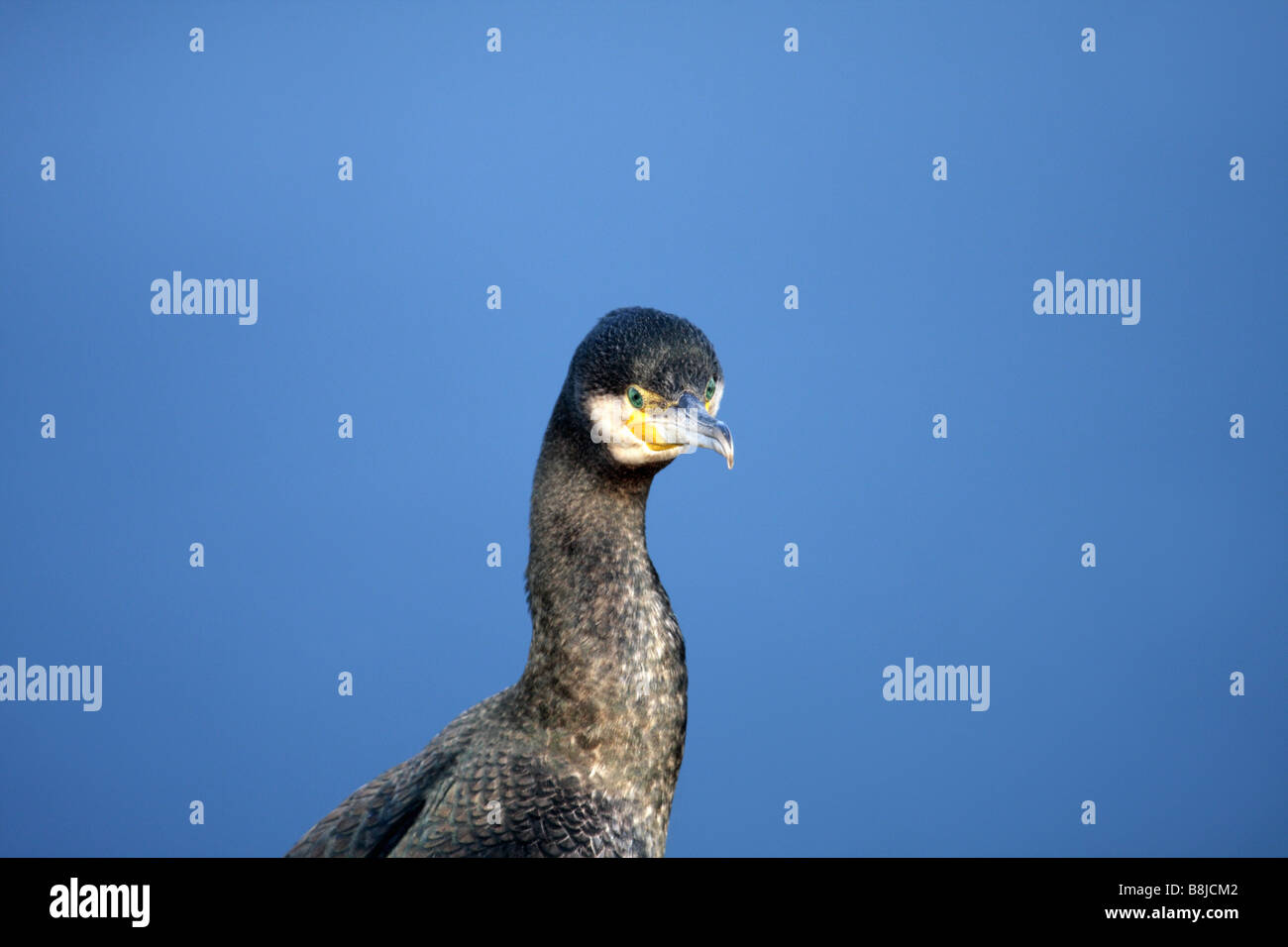 Close up cormorant head hi-res stock photography and images - Alamy