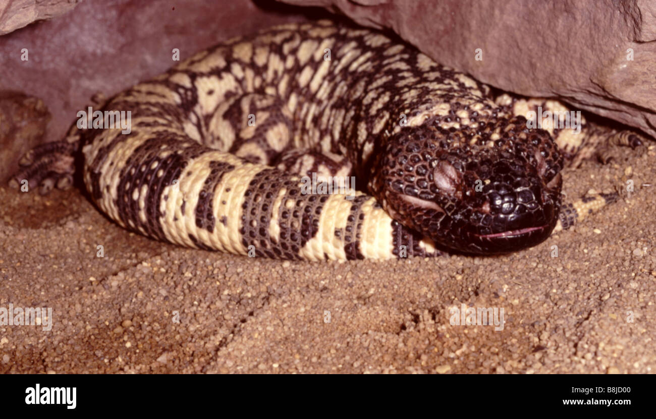 Helodermatidae hi-res stock photography and images - Alamy