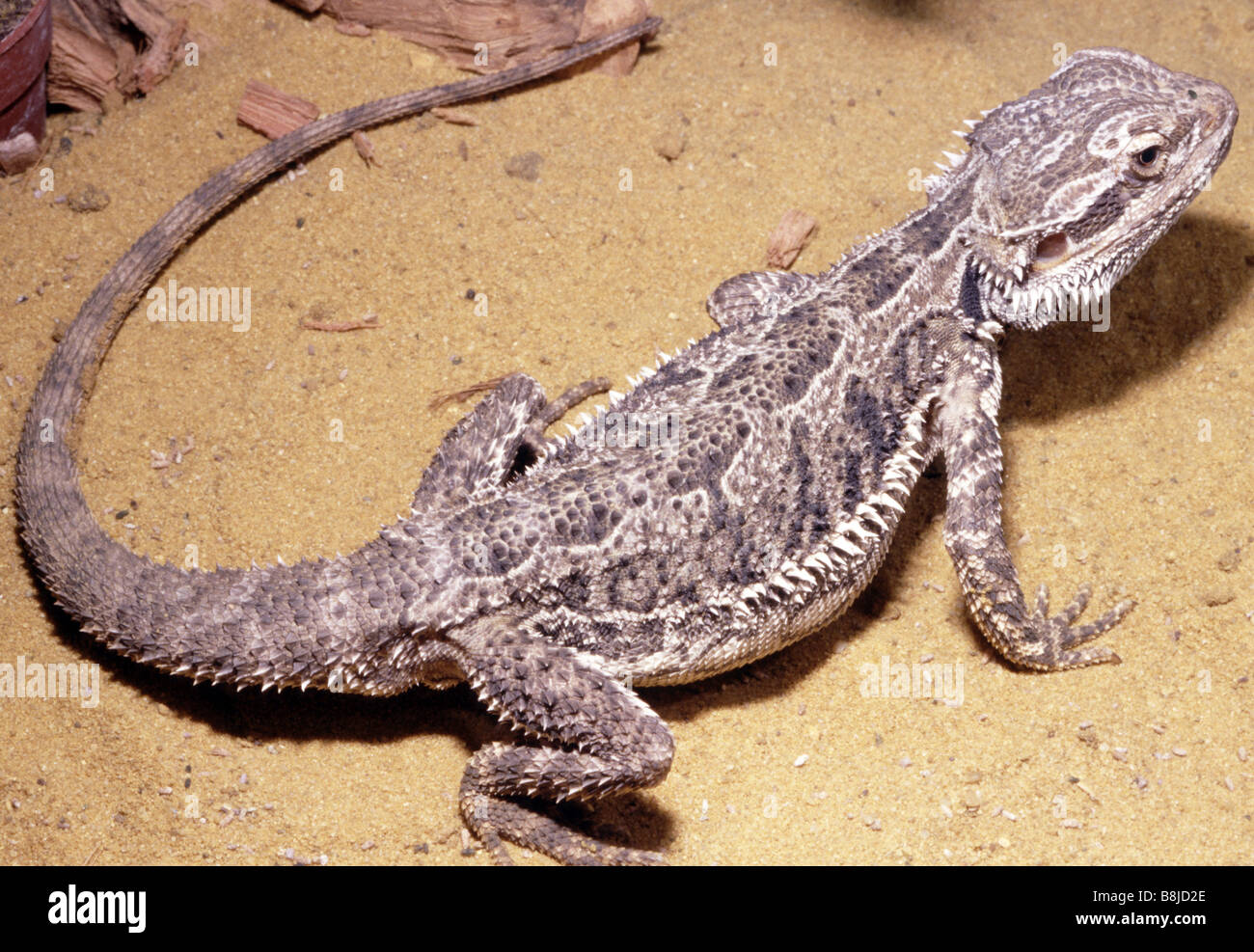 Bearded dragon, Pogona vitticeps Stock Photo - Alamy