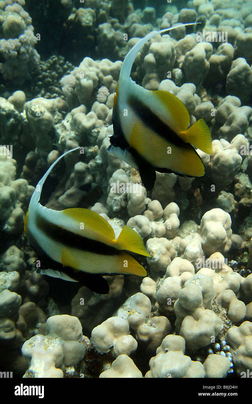 Banner fish hi-res stock photography and images - Alamy