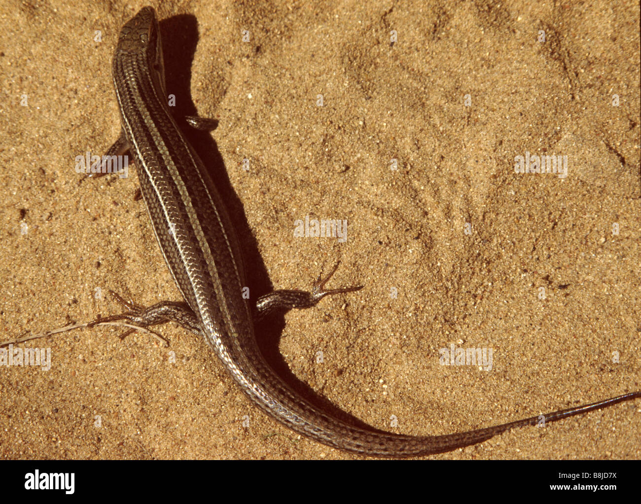 Wedge snouted desert lizard hi-res stock photography and images - Alamy