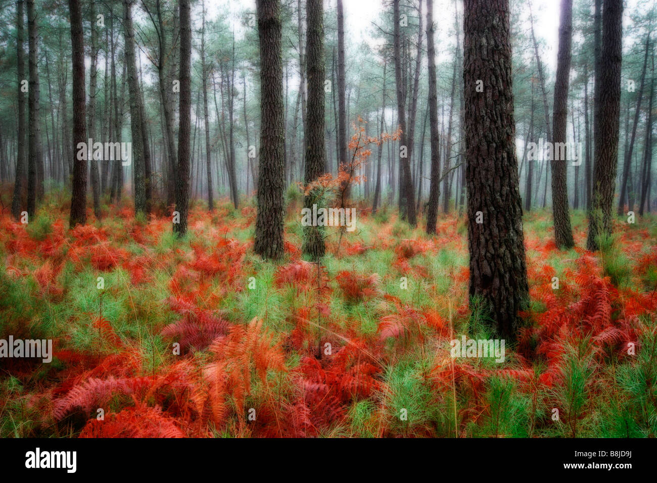 Les landes hi-res stock photography and images - Alamy
